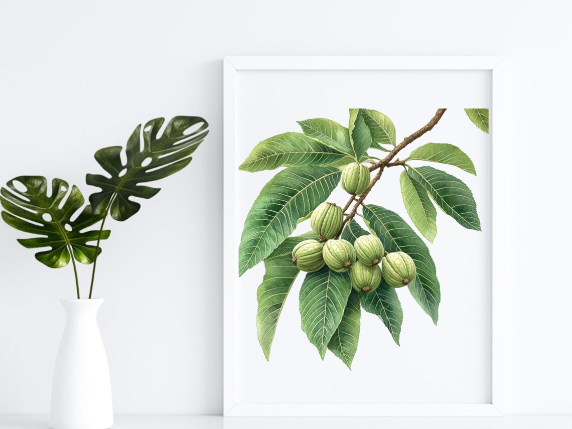 Nut Tree Branches Clipart - 30 PNG Botanical Watercolor Nut Branches ...