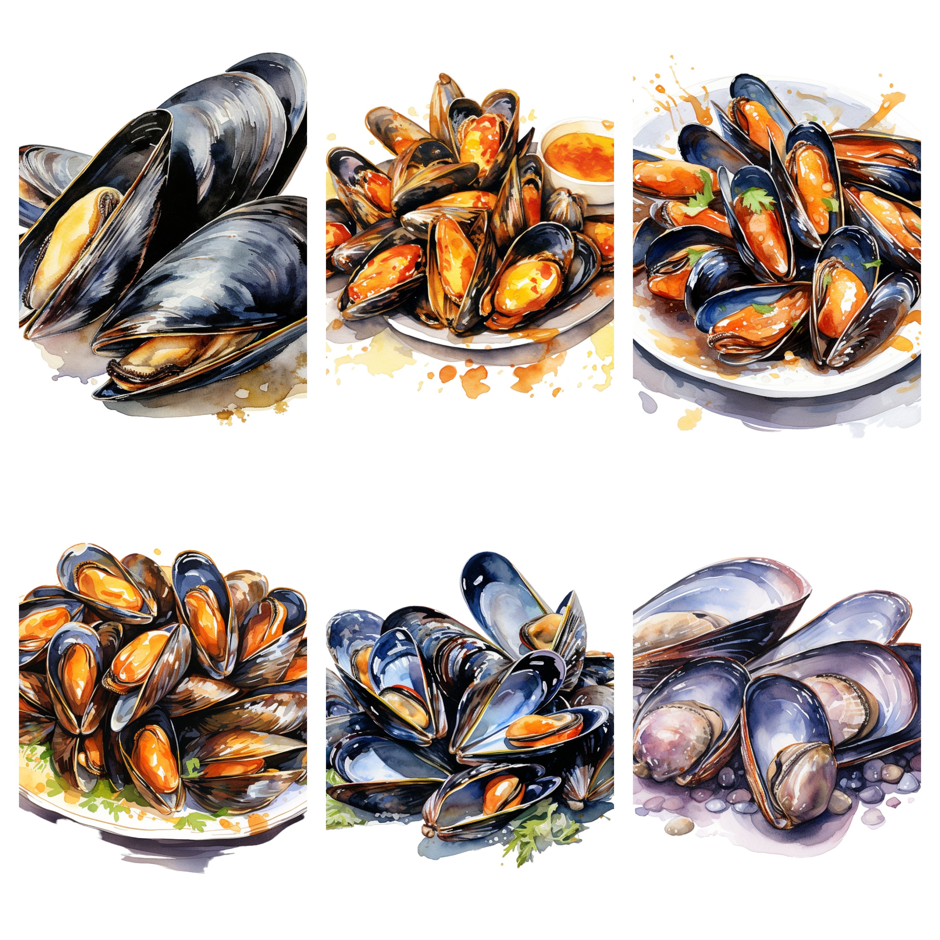 Watercolor Mussels Clipart PNG Digital Files on Transparent - Etsy