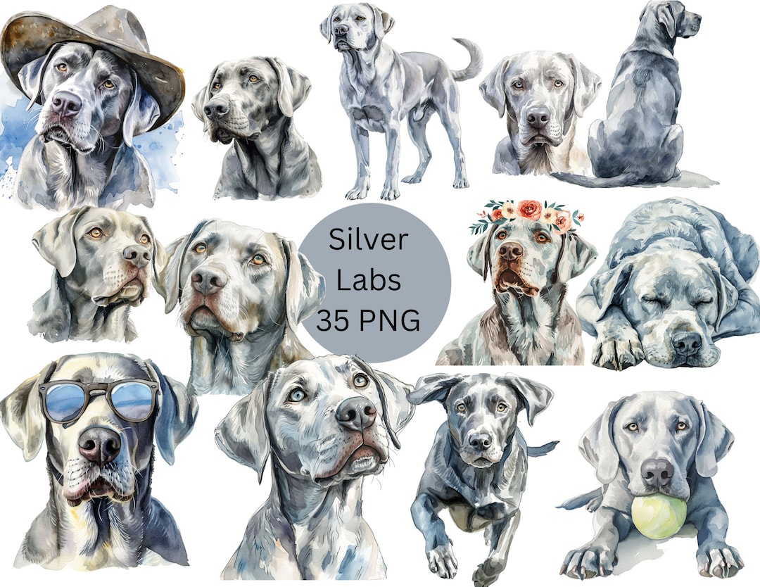 Watercolor Silver Labs Clipart, Labrador Retrievers PNG Digital Files ...
