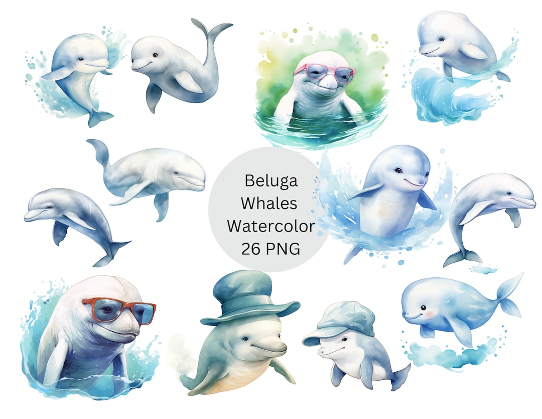Watercolor Beluga Whales Clipart, PNG Digital Files on Transparent ...
