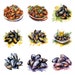 Watercolor Mussels Clipart PNG Digital Files on Transparent - Etsy