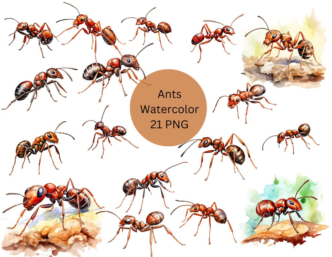 Watercolor Ants Clipart, PNG Digital Files on Transparent Background ...