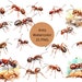 Watercolor Ants Clipart, PNG Digital Files on Transparent Background ...