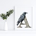 Watercolor Crow Alphabet , Crow Letters, PNG Images, Download for ...