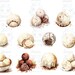Truffles Watercolor Clipart, Belgian Truffes Clipart, Chocolate PNG ...