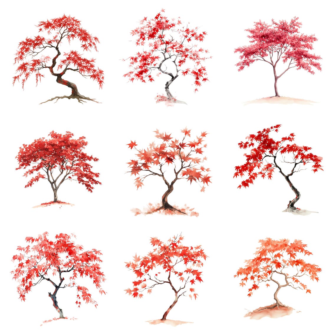 Watercolor Red Maple Tree Clipart | 24 PNG Individual Images on ...