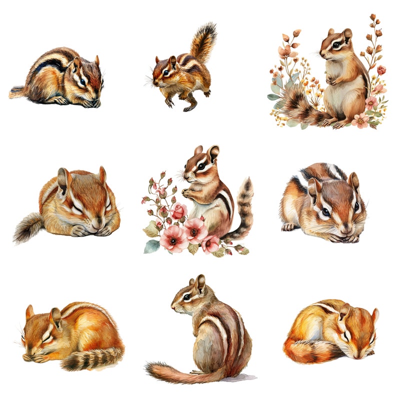 Watercolor Chipmunks Clipart, PNG Digital Files on Transparent ...