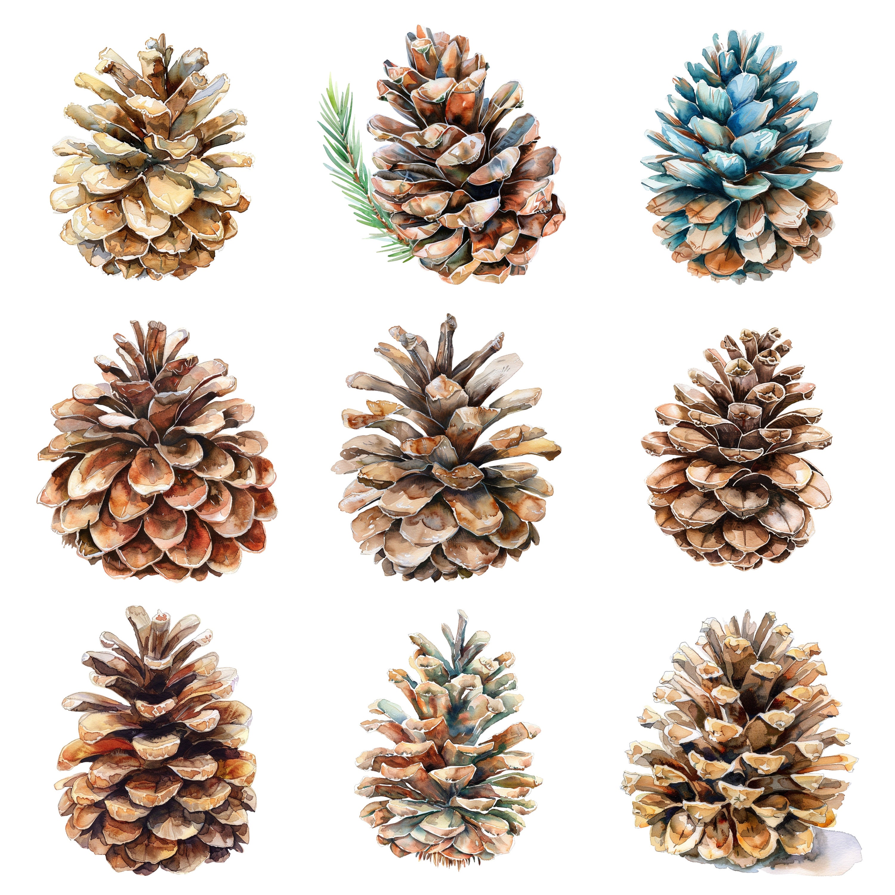 32 Watercolor Pine Cones Clipart, Fall Clipart, PNG Individual Images ...