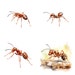 Watercolor Ants Clipart, PNG Digital Files on Transparent Background ...