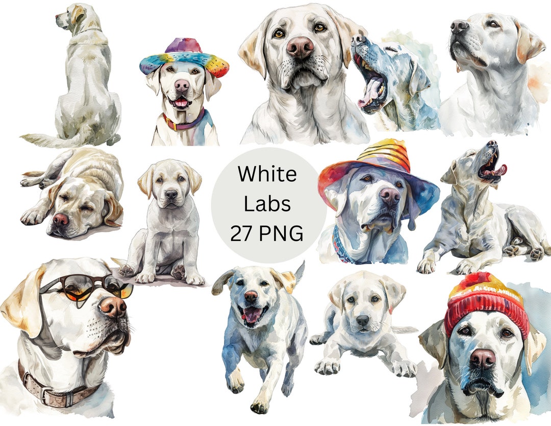 Watercolor White Labs Clipart, Labrador Retriever PNG Digital Files on ...