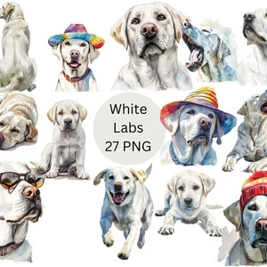 Watercolor White Labs Clipart, Labrador Retriever PNG Digital Files on ...