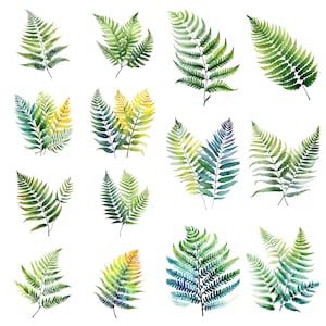 Watercolor Ferns Clipart, Leaves , Ferns PNG Digital Files on a ...