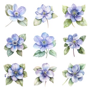 31 Hepatica Flowers Watercolor Clipart, Floral Clipart, PNG Individual ...