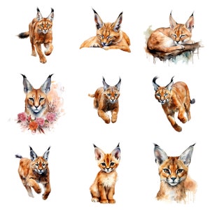 Watercolor Caracals Clipart, PNG Digital Files on Transparent ...