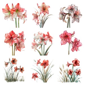 Watercolor Amaryllis Clipart, Floral PNG Individual Images on ...