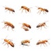 Termites Clipart, PNG Digital Files on Transparent Background ...