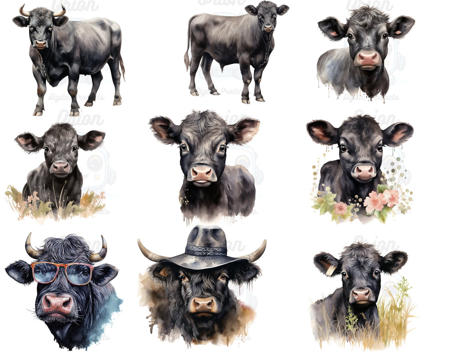 Watercolor Black Angus Clipart, PNG Digital Files on a Transparent ...