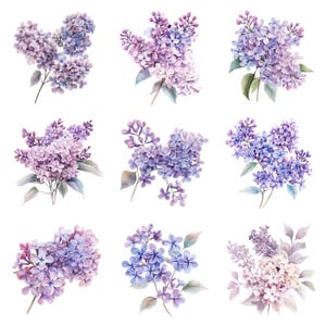 30 Lilac Flowers Watercolor Clipart, PNG Digital Files on Transparent ...