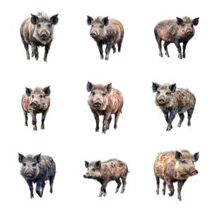Realistic Wild Boar Clipart Set 26 PNG Images of Wild Boars in High ...