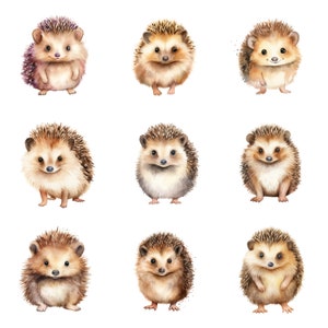 37 Cute Hedgehogs Watercolor Clipart, Animals Clipart, PNG Individual ...