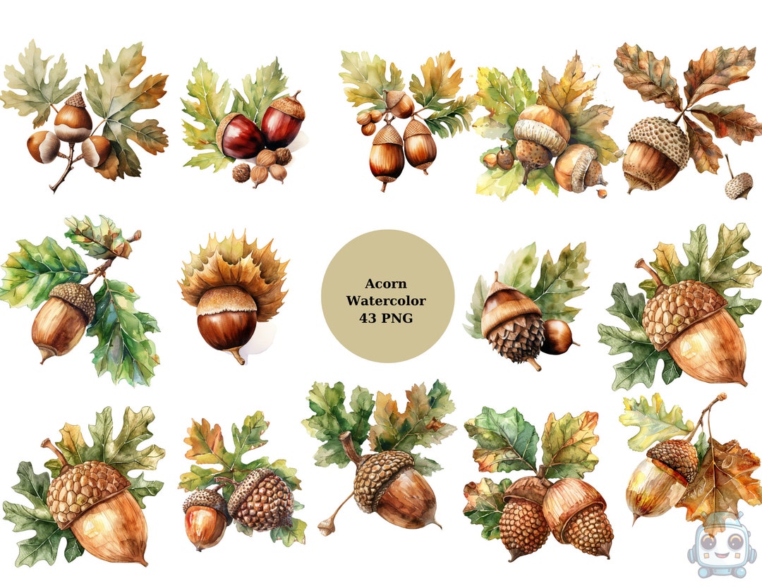 43 Acorn Watercolor Clipart, Oaknut Clipart, PNG Individual Images on ...