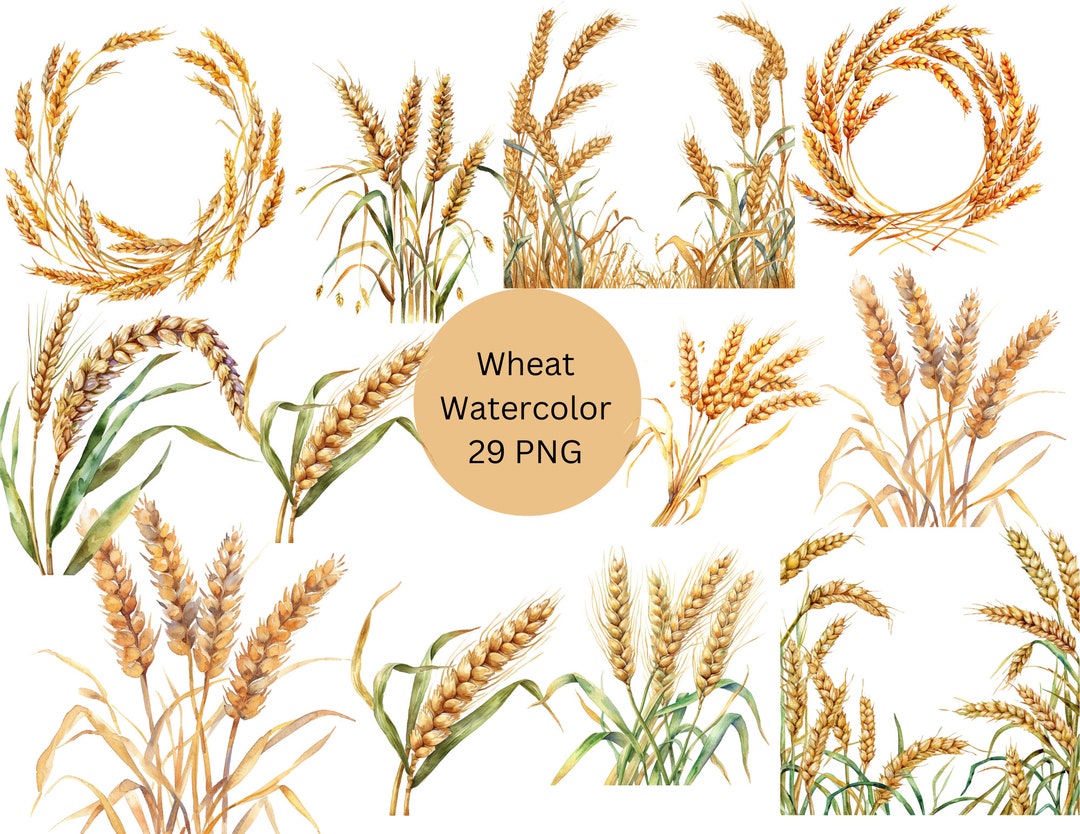 Watercolor Wheat Clipart, PNG Digital Files on Transparent Background ...