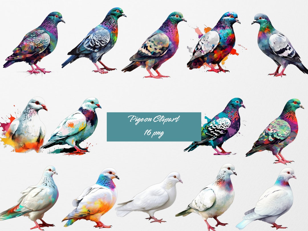 Watercolor Pigeons Clip Art, Digital PNG Files Available for Instant ...