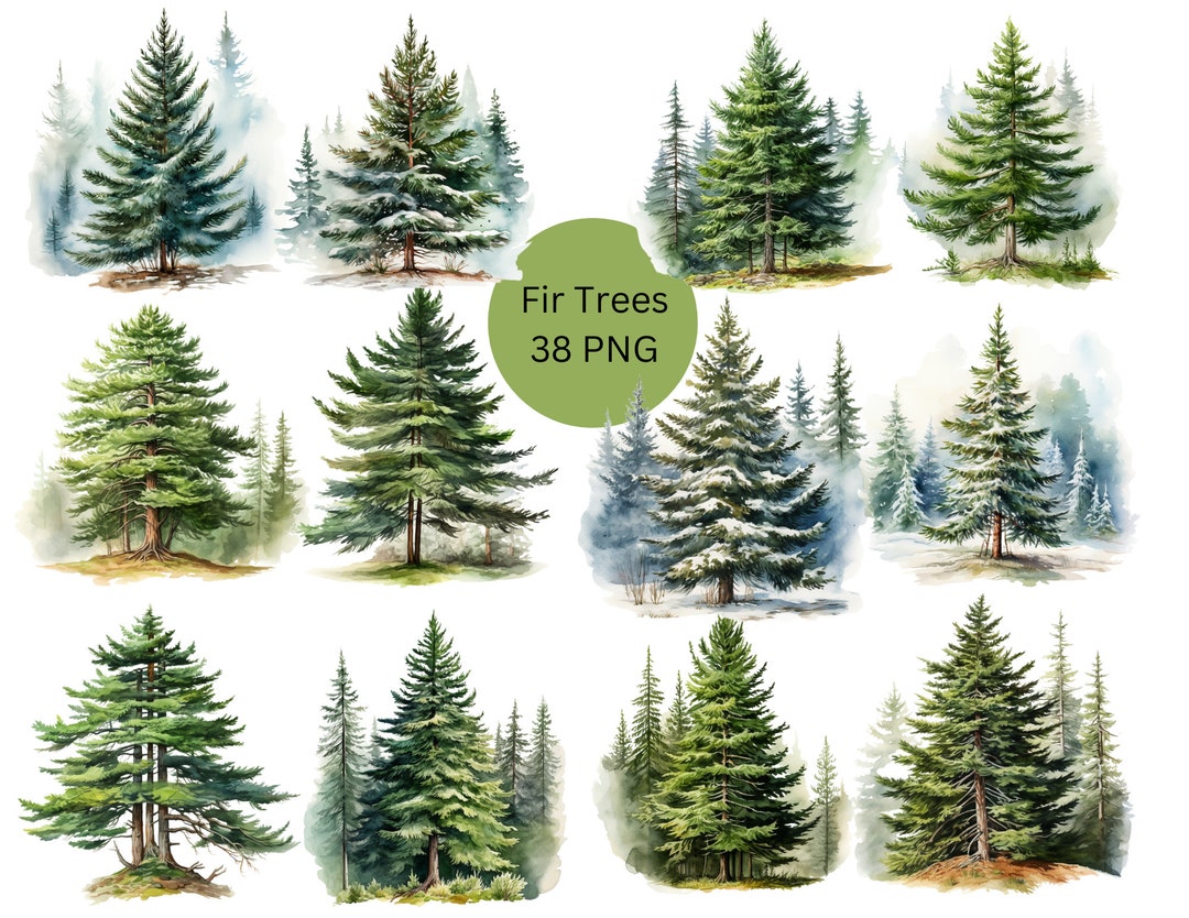 Fir Trees Watercolor Clipart, Nature Clipart, PNG Digital Files on a ...