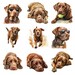 Watercolor Brown Labs Clipart, Labrador Retriever PNG Digital Files on ...