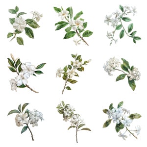 Watercolor Stephanotis Clipart, Floral PNG Individual Images on ...
