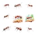 Watercolor Ants Clipart, PNG Digital Files on Transparent Background ...