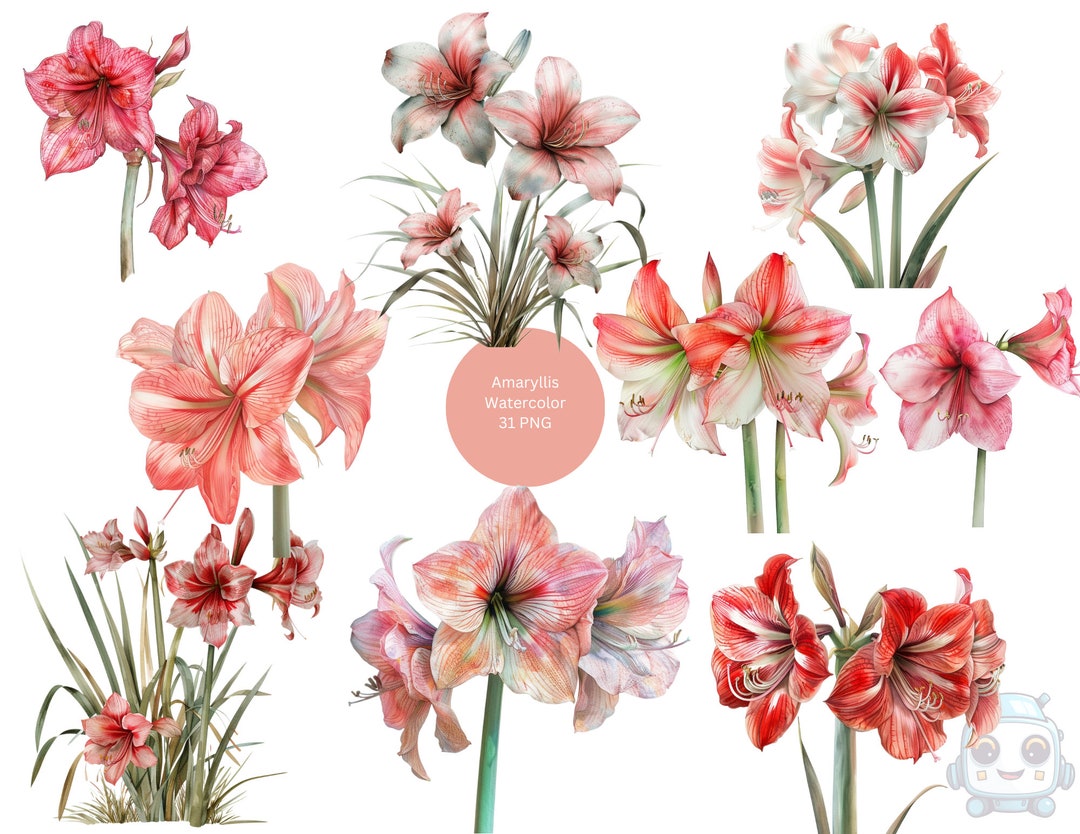 Watercolor Amaryllis Clipart, Floral PNG Individual Images on ...