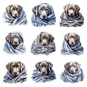 27 Snuggly Silver Labs Watercolor Clipart, Dogs Clipart, PNG Individual ...