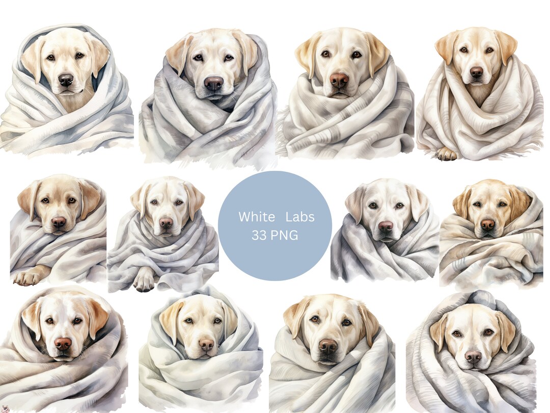 33 Snuggly White Labs Watercolor Clipart, Pet Clipart, PNG Individual ...