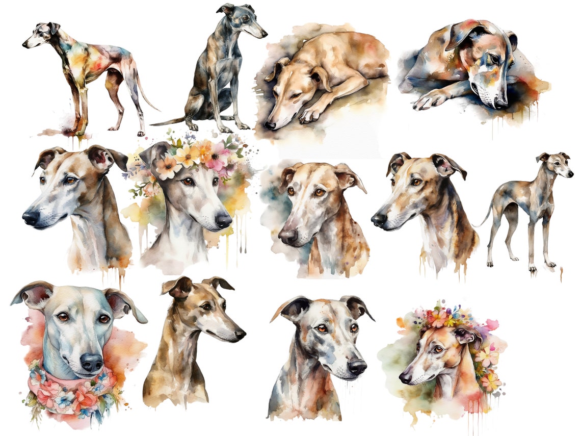 Watercolor Greyhounds Clipart, PNG Digital Files on Transparent ...