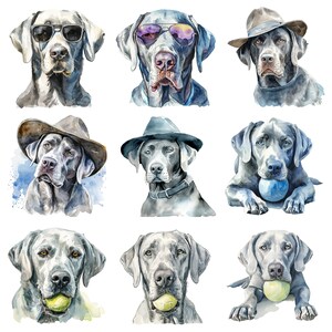 Watercolor Silver Labs Clipart, Labrador Retrievers PNG Digital Files ...