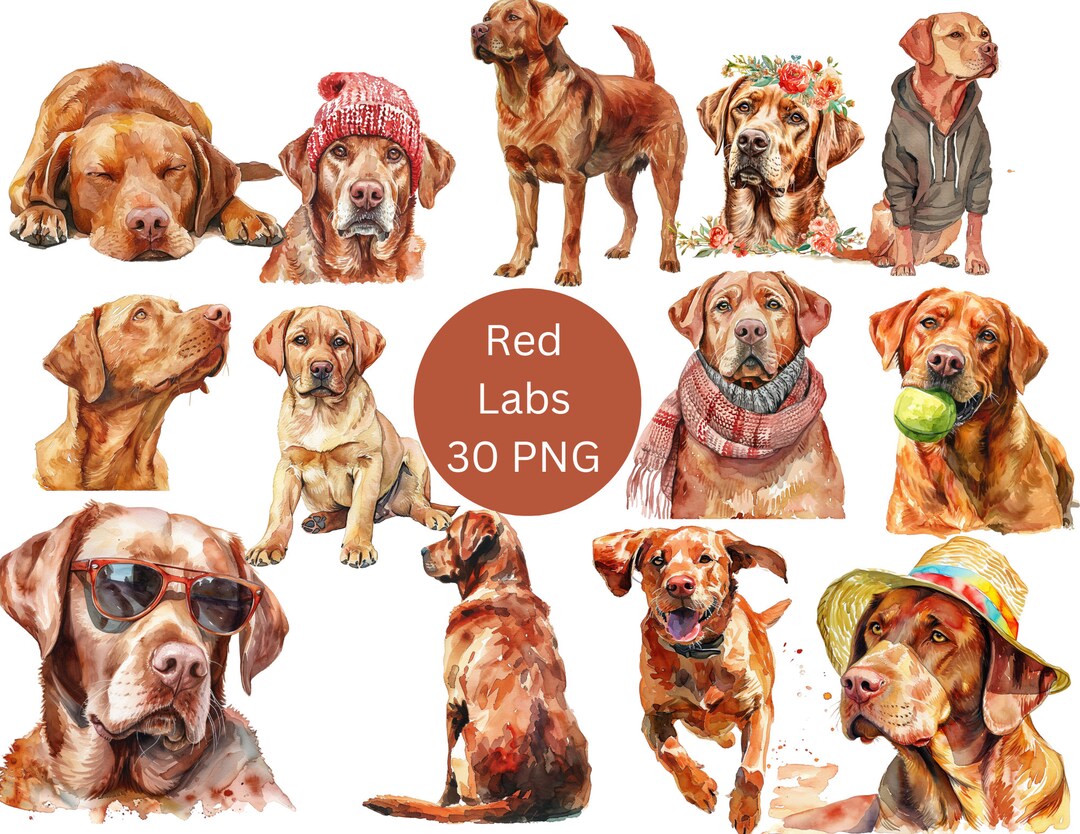 Watercolor Red Labs Clipart, Labrador Retriever PNG Digital Files on ...