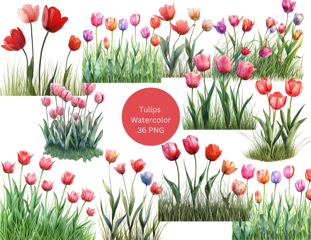 Watercolor Tulips Clipart, PNG Individual Images on Transparent ...