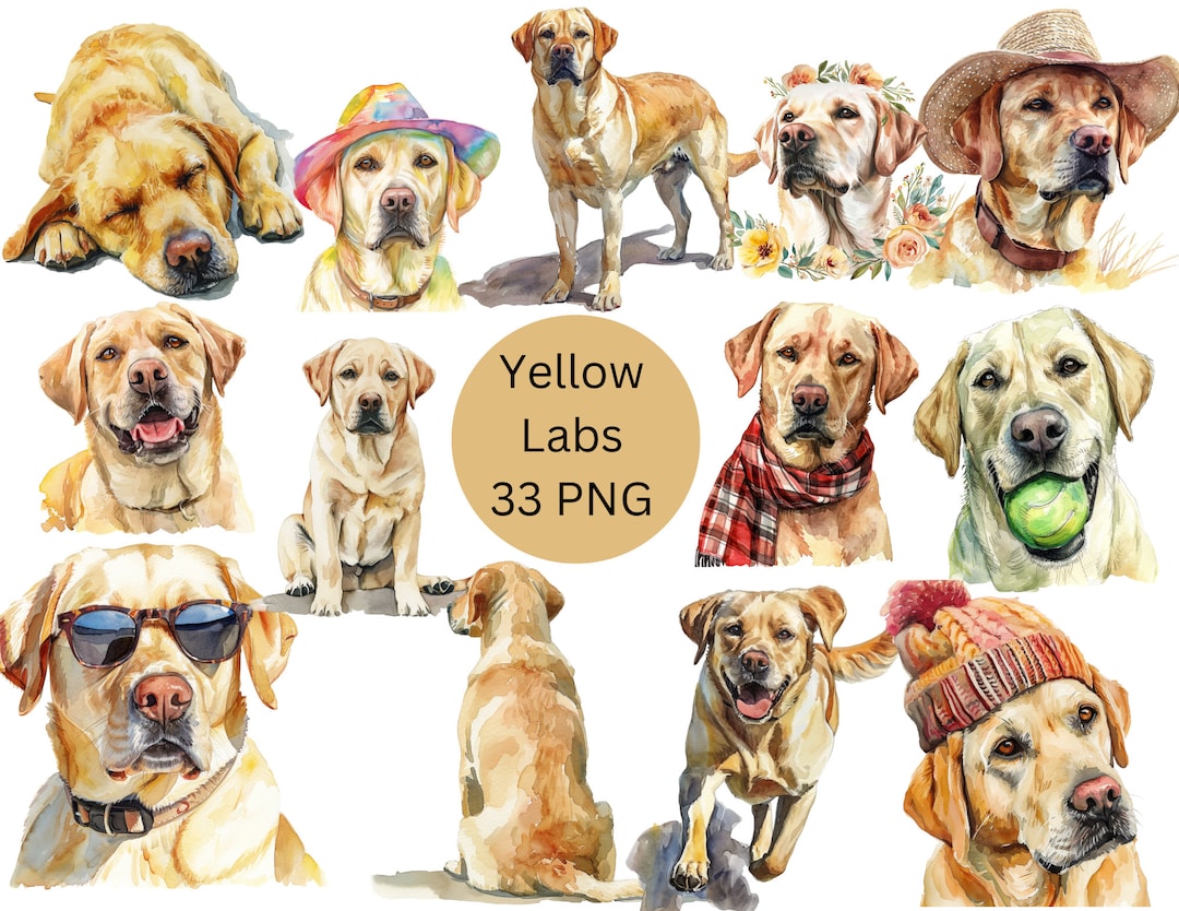 Watercolor Yellow Labs Clipart, Labrador Retriever PNG Digital Files on ...