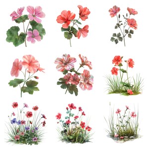 Watercolor Geraniums Clipart, Floral PNG Individual Images on ...