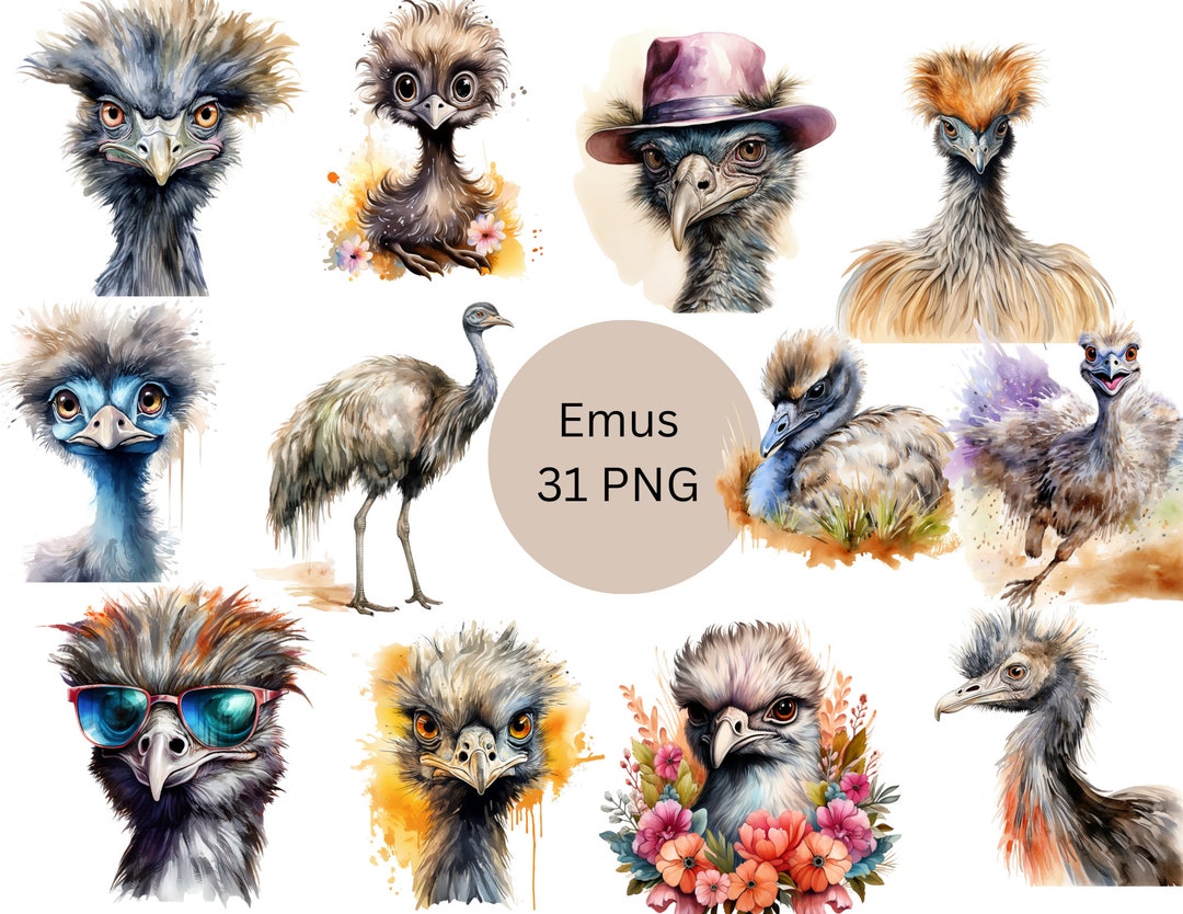 Watercolor Emus Clipart, Australian Animals, PNG Digital Files on a ...