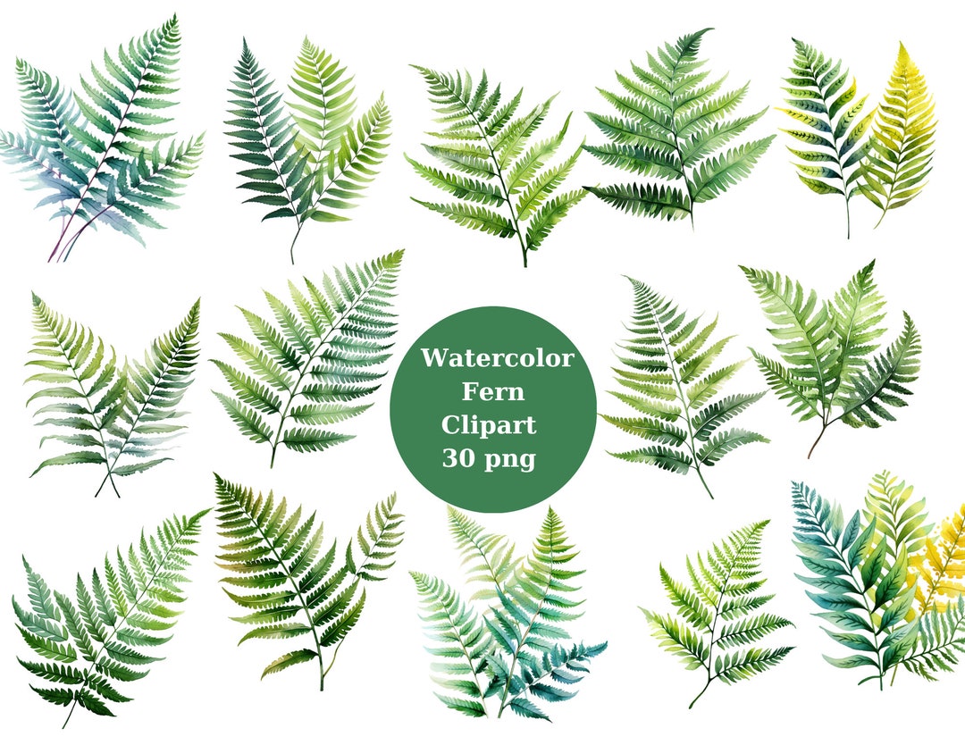 Watercolor Ferns Clipart, Leaves , Ferns PNG Digital Files on a ...