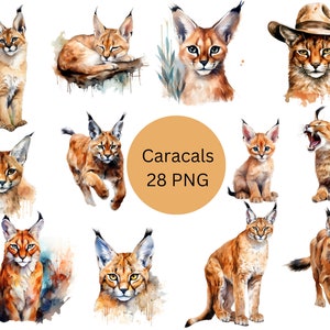 Watercolor Caracals Clipart, PNG Digital Files on Transparent ...