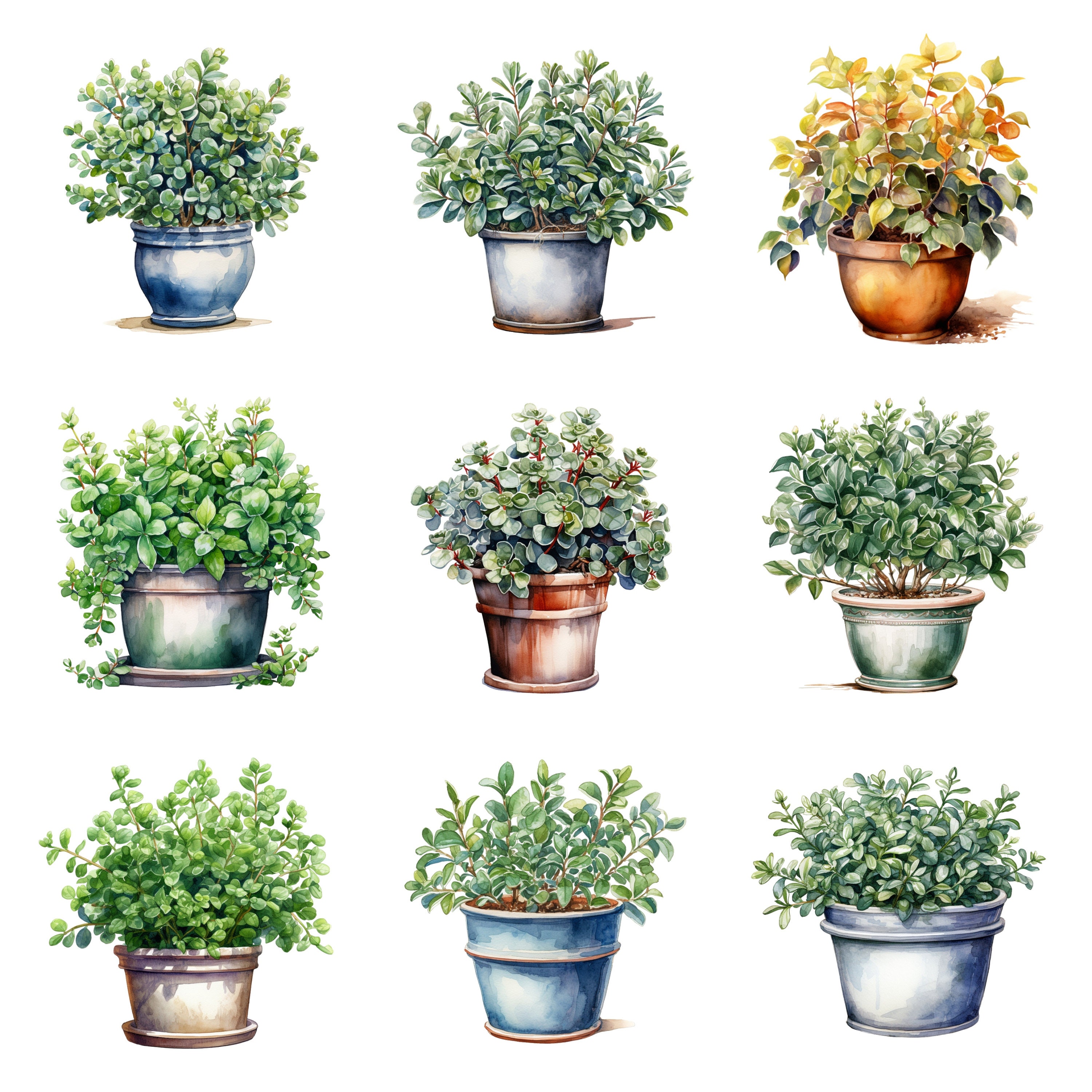 Watercolor Plants in Pots Clipart PNG Digital Files on - Etsy