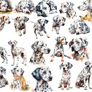 Watercolor Dalmatians Clipart, PNG Digital Files on Transparent ...