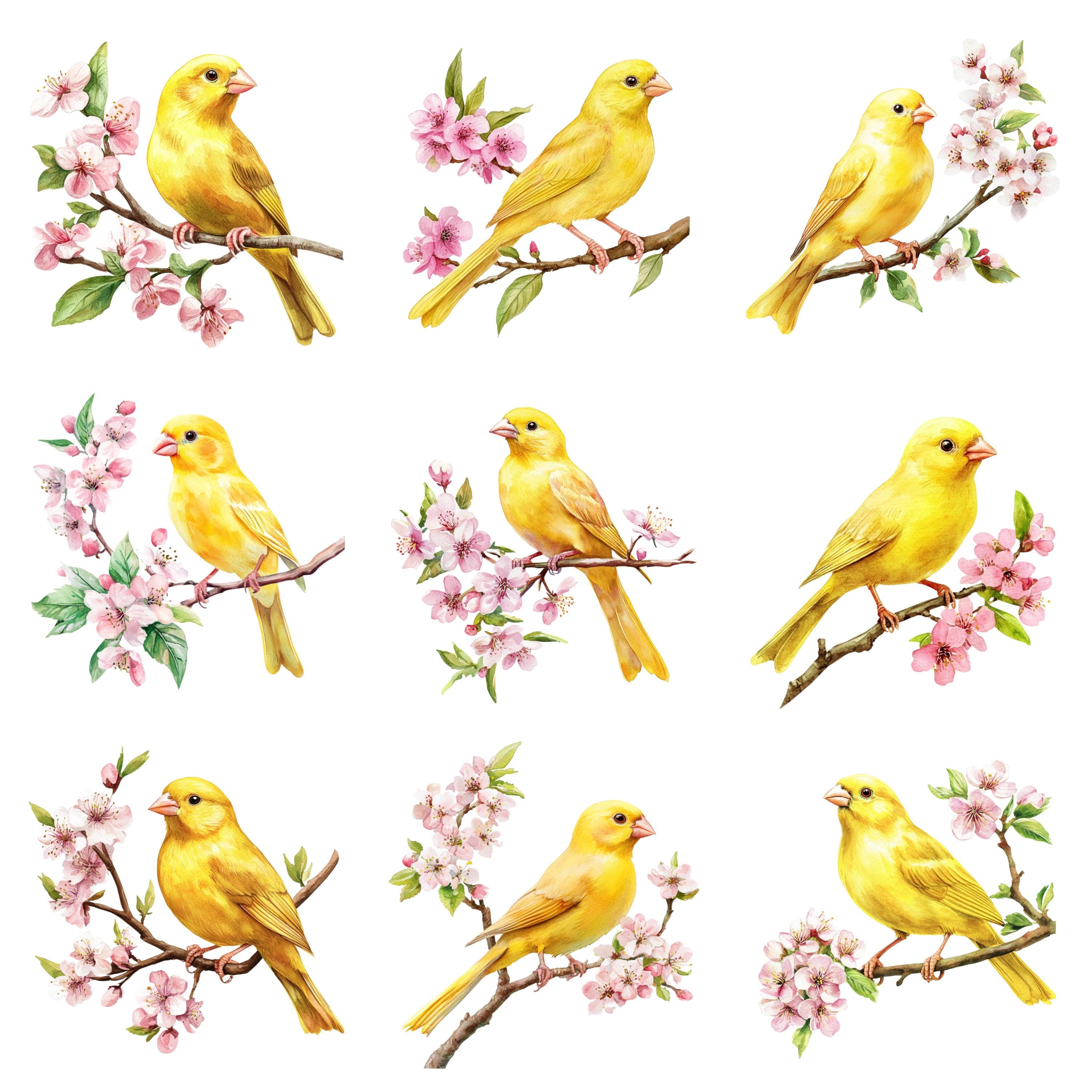 42 Yellow Canary Watercolor Clipart, PNG Digital Files on Transparent ...