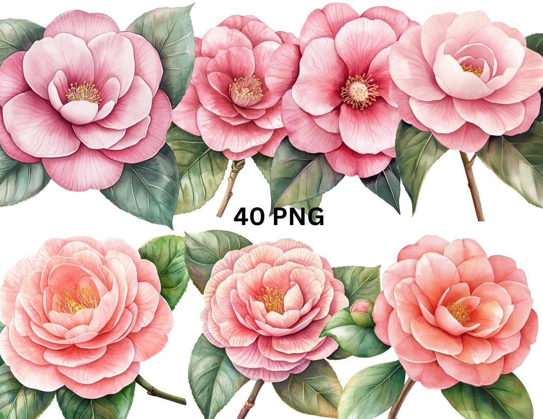 40 Camellia Flowers Watercolor Clipart, PNG Digital Files on ...