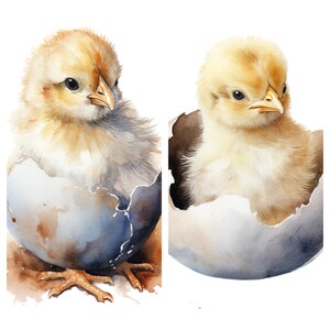 20 Baby Chick Hatching Watercolor Clipart, Bird Clipart, PNG Digital ...