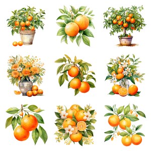 Watercolor Oranges Clipart, PNG Digital Files on Transparent Background ...