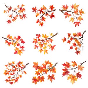 Autumn Maple Tree Branches Clipart | 42 PNG Fall Leaves, PNG Individual ...